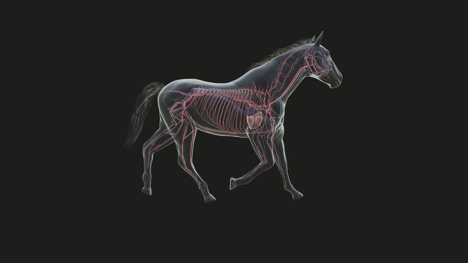 ALTIMED DIAGNOSTICS - ALTIMED